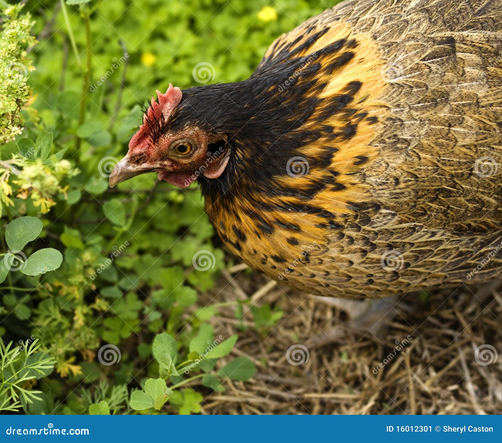 Spring Chicken Bantam Hen Organic Egg Layer Stock Image - Image of ...