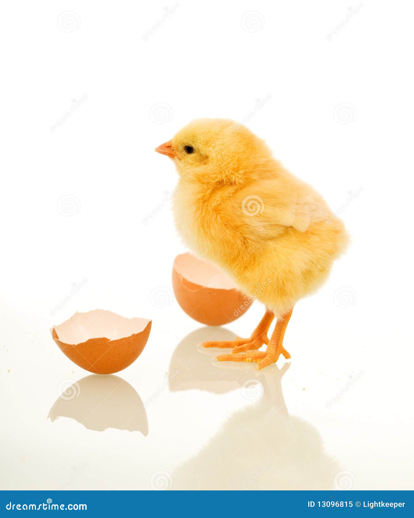 Spring Chicken with Egg Shell Stock Image - Image of april, bird: 13096815 Spring Chicken with Egg Shell Stock Image - Image of april, bird: 13096815