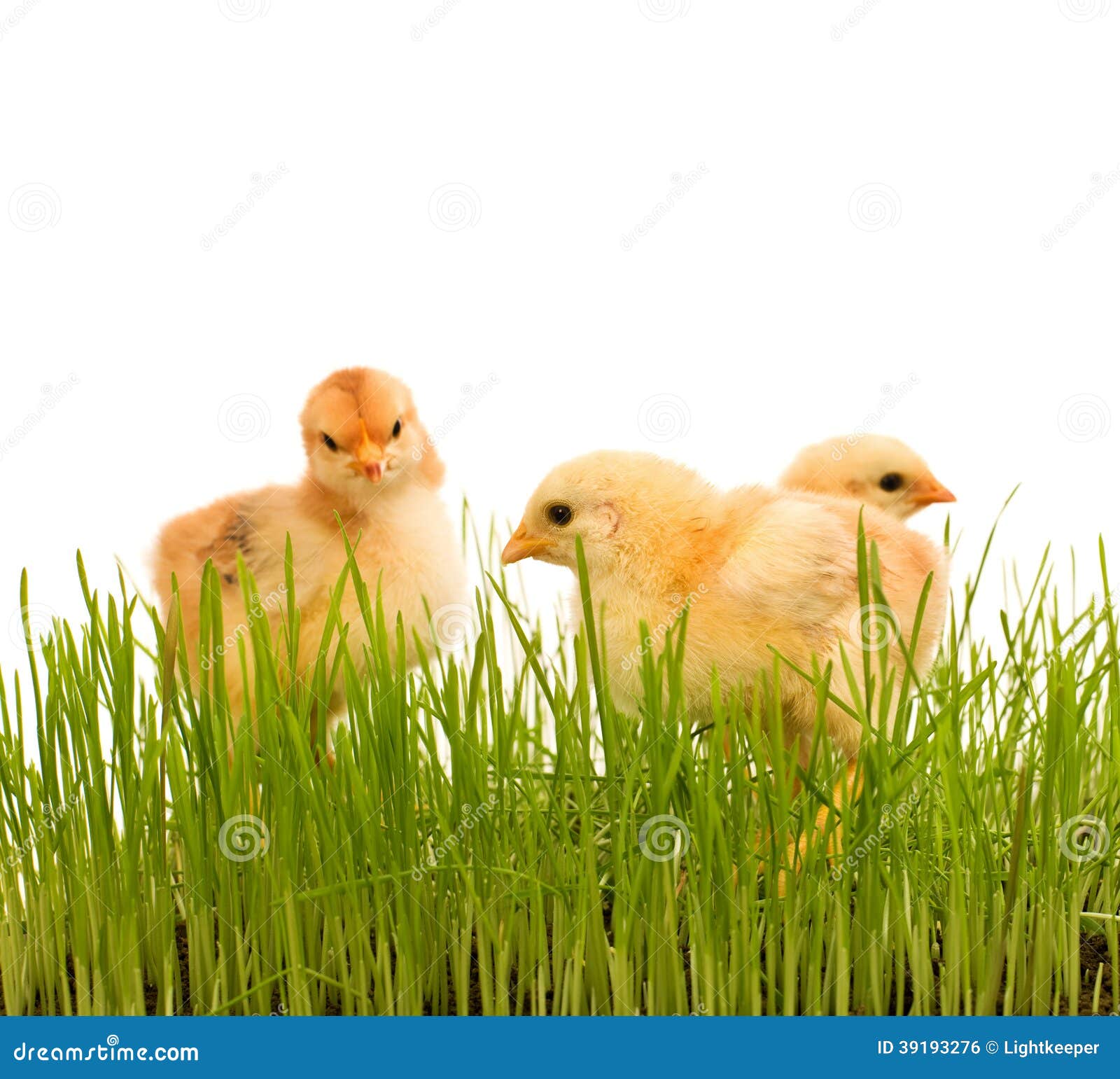 Spring Chicken in Fresh Grass - Isolated Stock Photo - Image of season ...