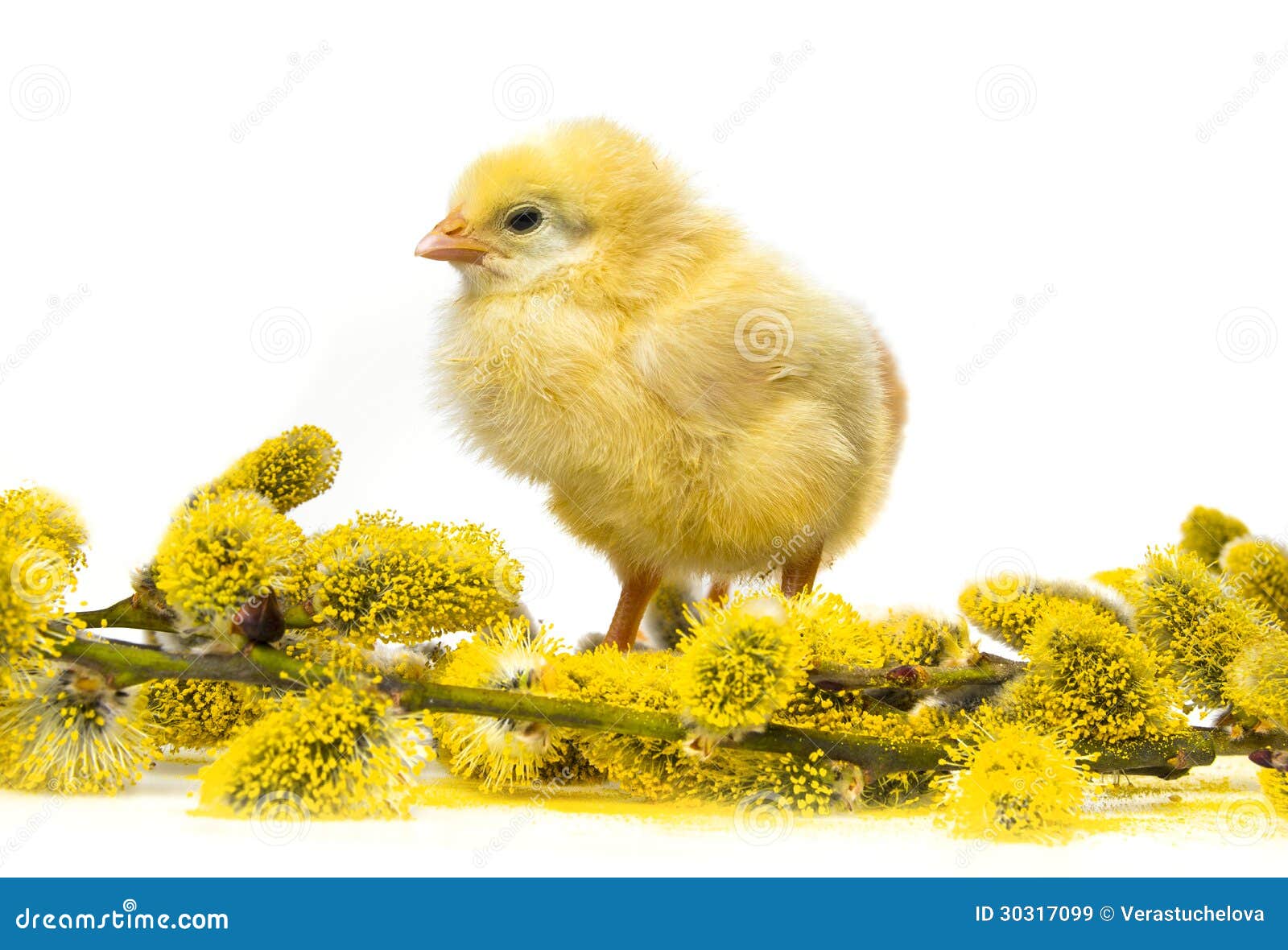 Spring Chicken and Spring Branch Stock Image - Image of branch, brown ...