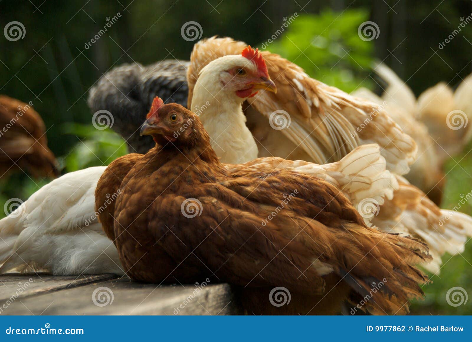 Spring Chickens stock photo. Image of avian, isolated - 9977862