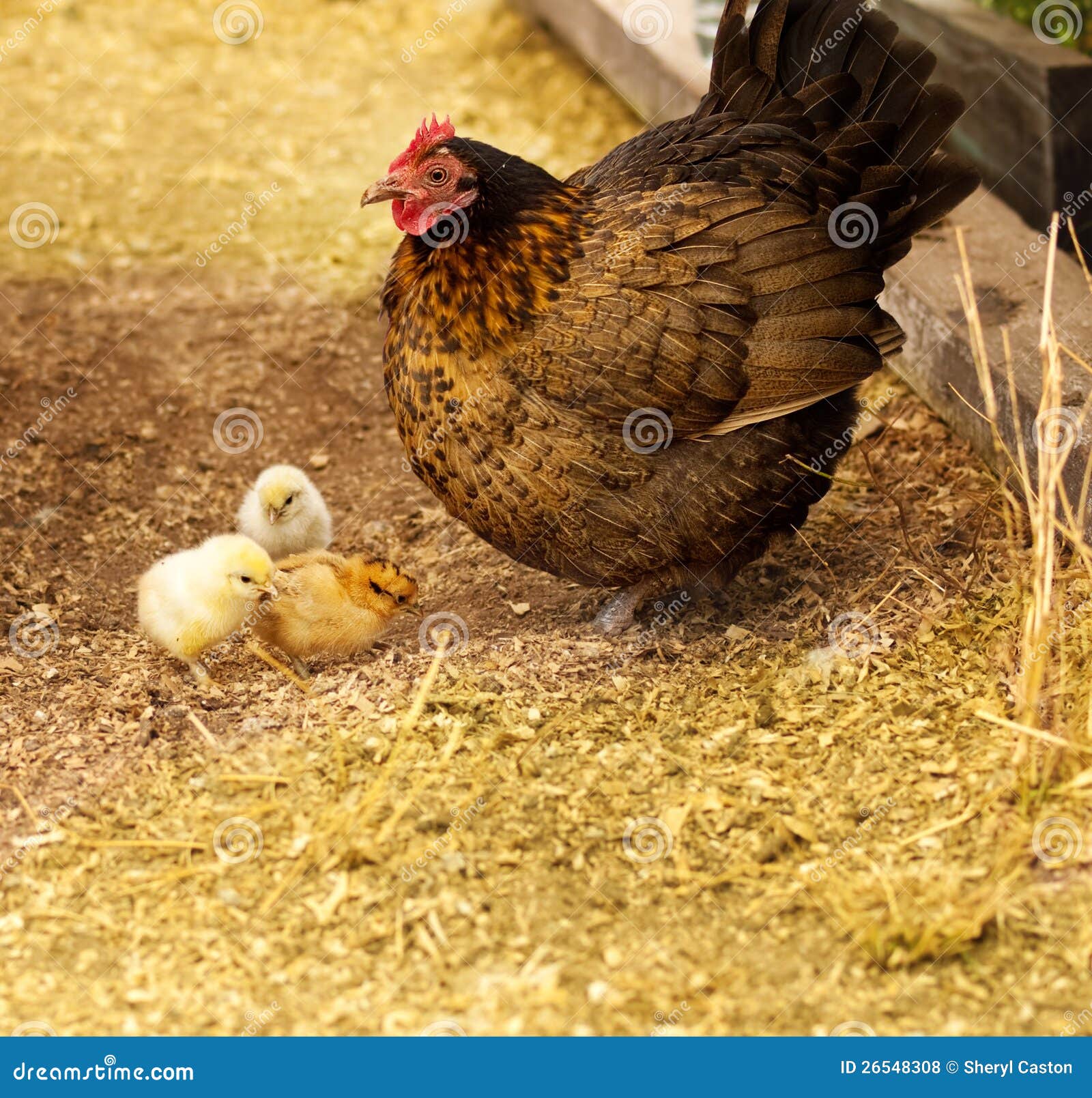 Spring Chickens Bantam Hen with Chicks Stock Photo - Image of birchen ...