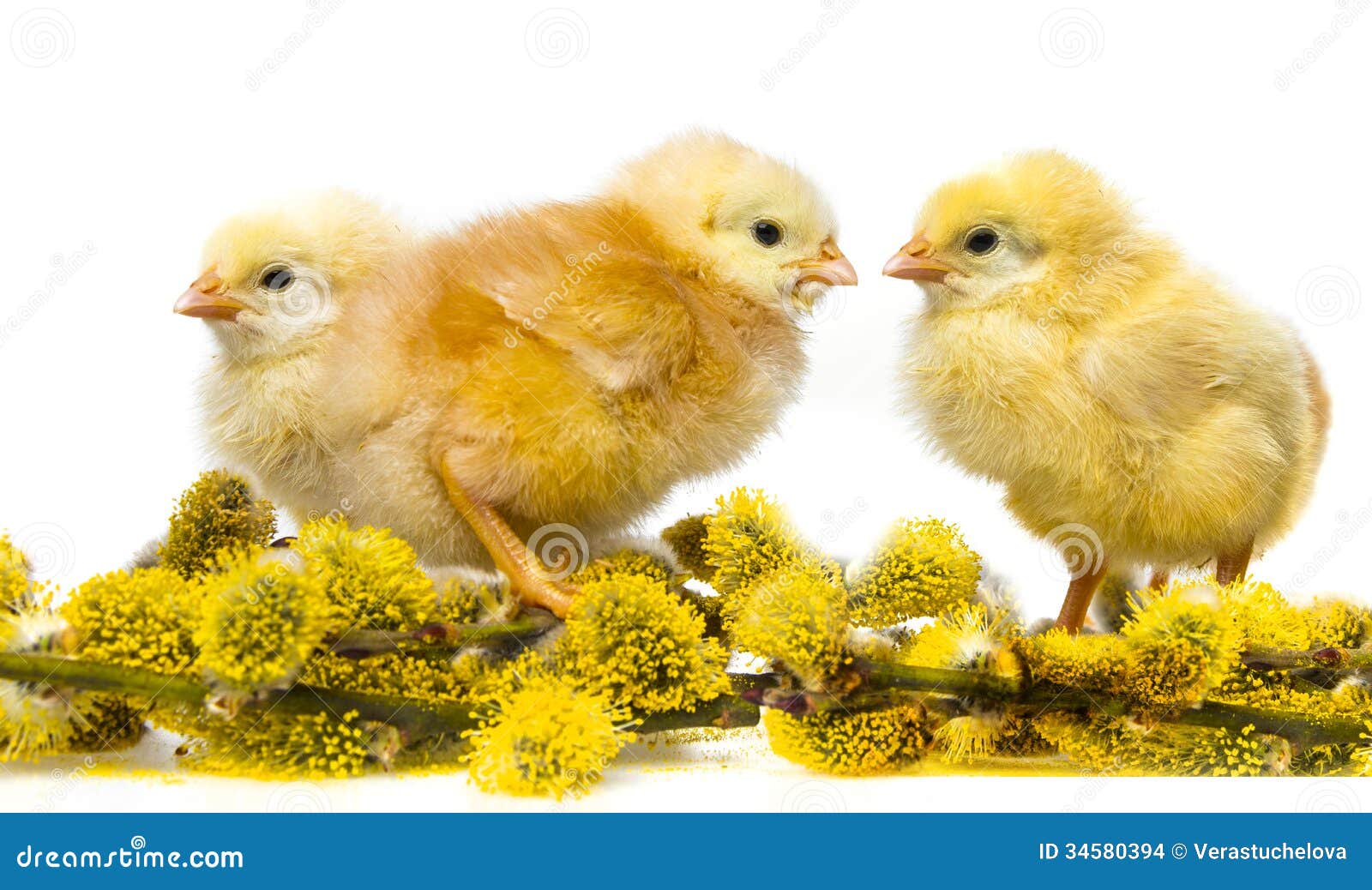 Spring chickens stock photo. Image of holiday, wings - 34580394