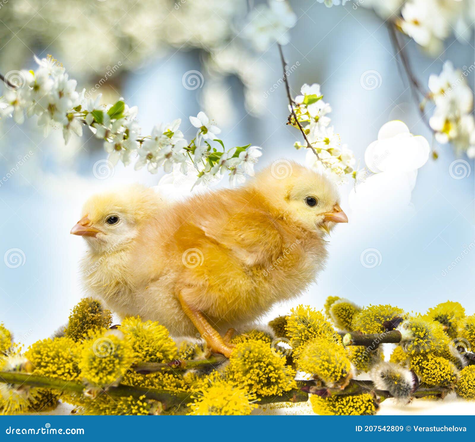 Cute Spring Chickens and Spring Branch Stock Image - Image of adorable ...