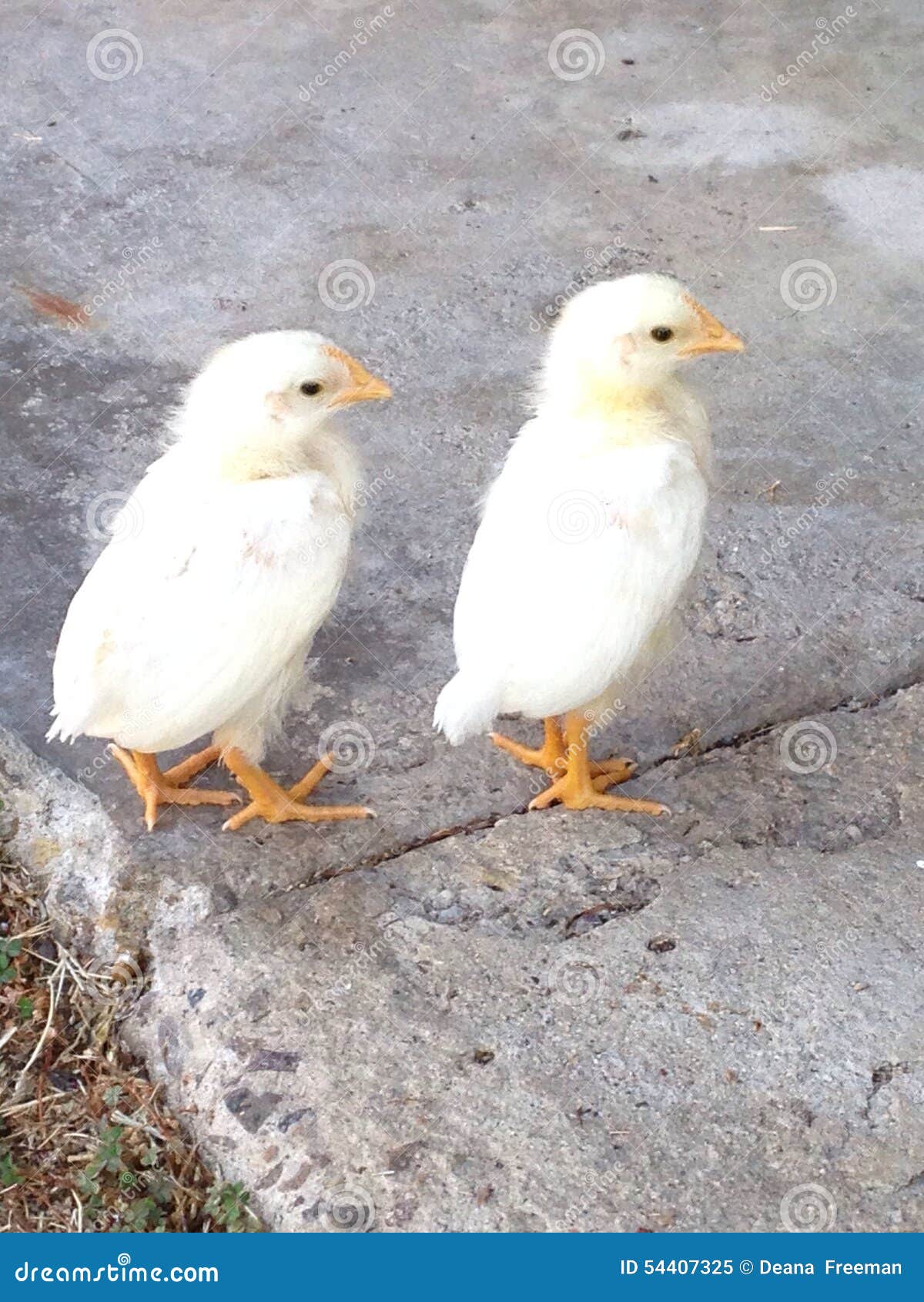 Spring chicks stock image. Image of farm, bird, enjoying - 54407325