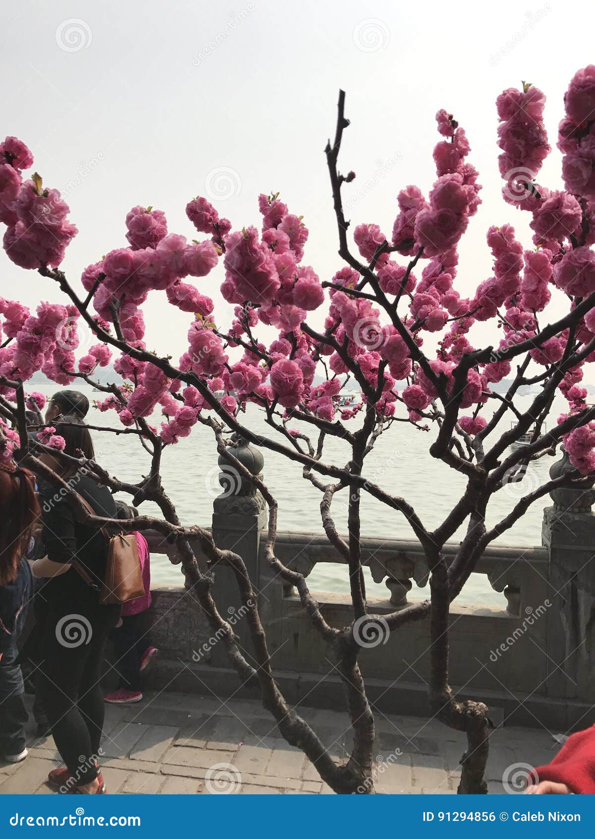 Spring in China editorial photo. Image of spring, china - 91294856