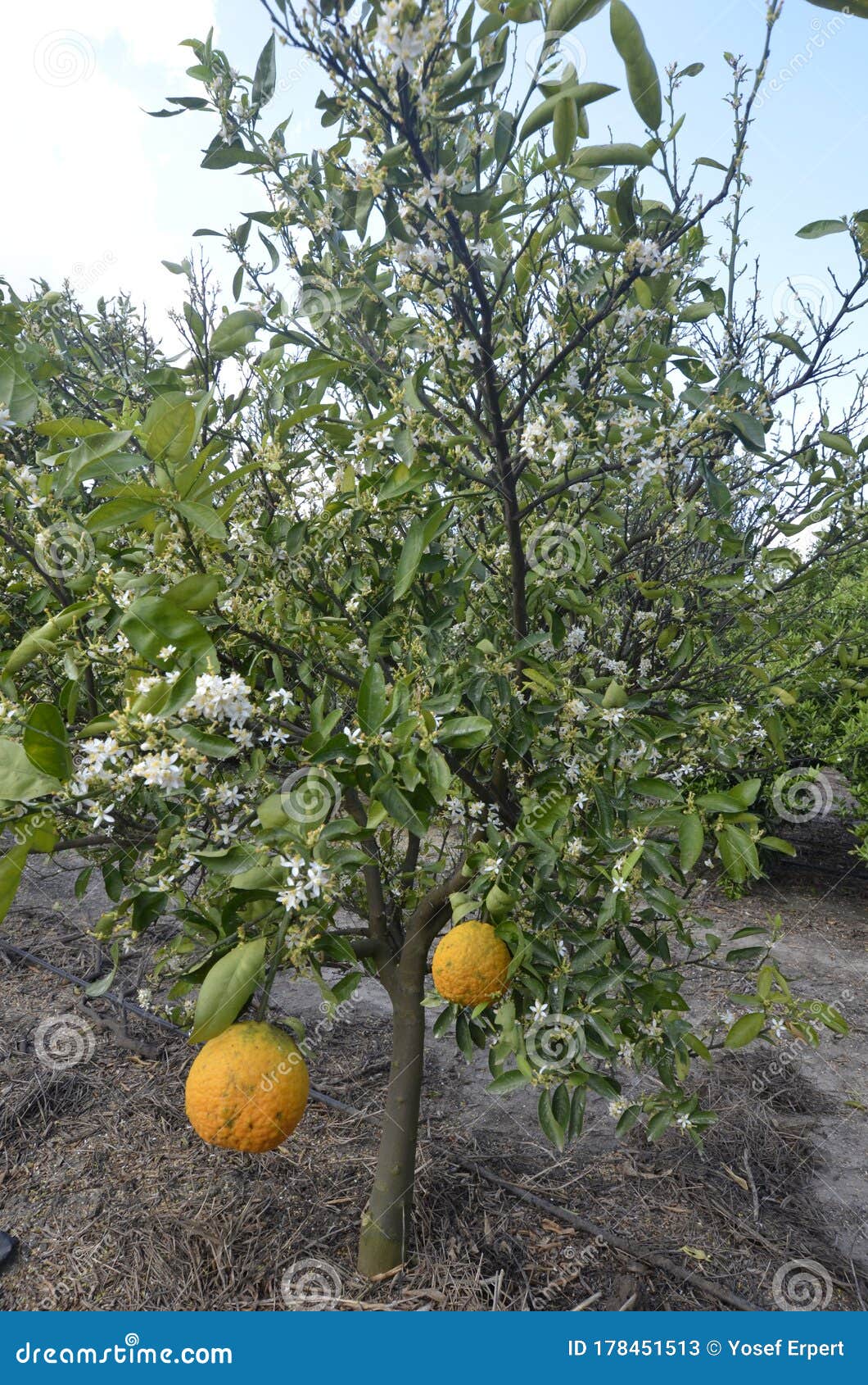 Spring in the Citrus Garden Stock Image - Image of fruit, agriculture ...