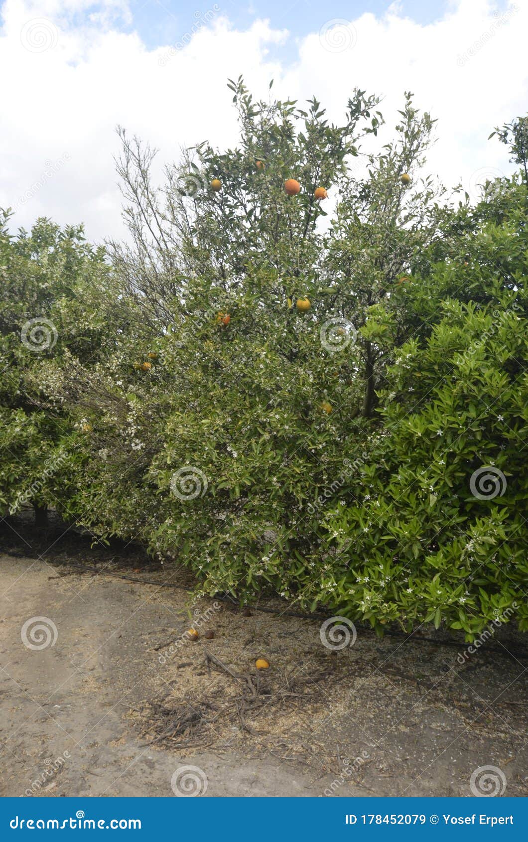 Spring in the Citrus Garden Stock Image - Image of irrigation, spring ...