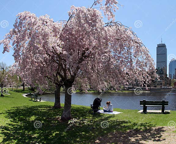 Spring in a city editorial image. Image of baby, flower - 1853335