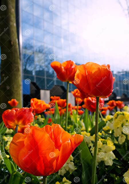 Spring in the City stock image. Image of building, municipal - 19096581