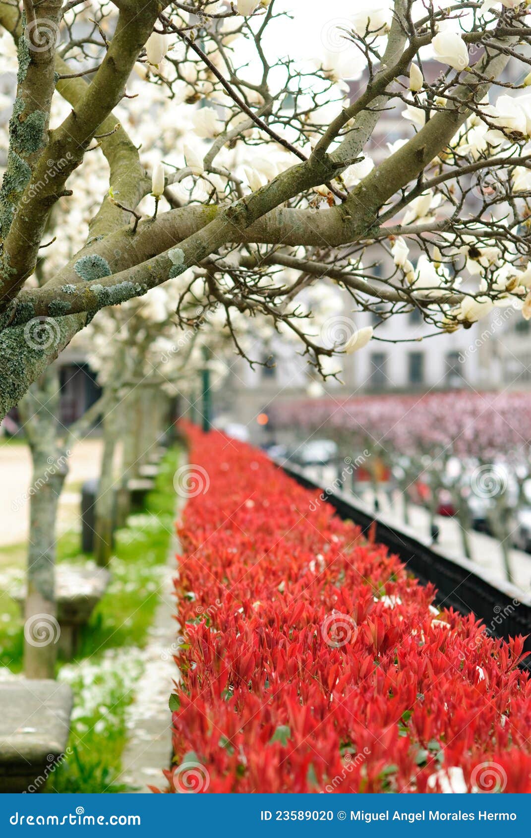 Spring in the city stock photo. Image of view, flowering - 23589020