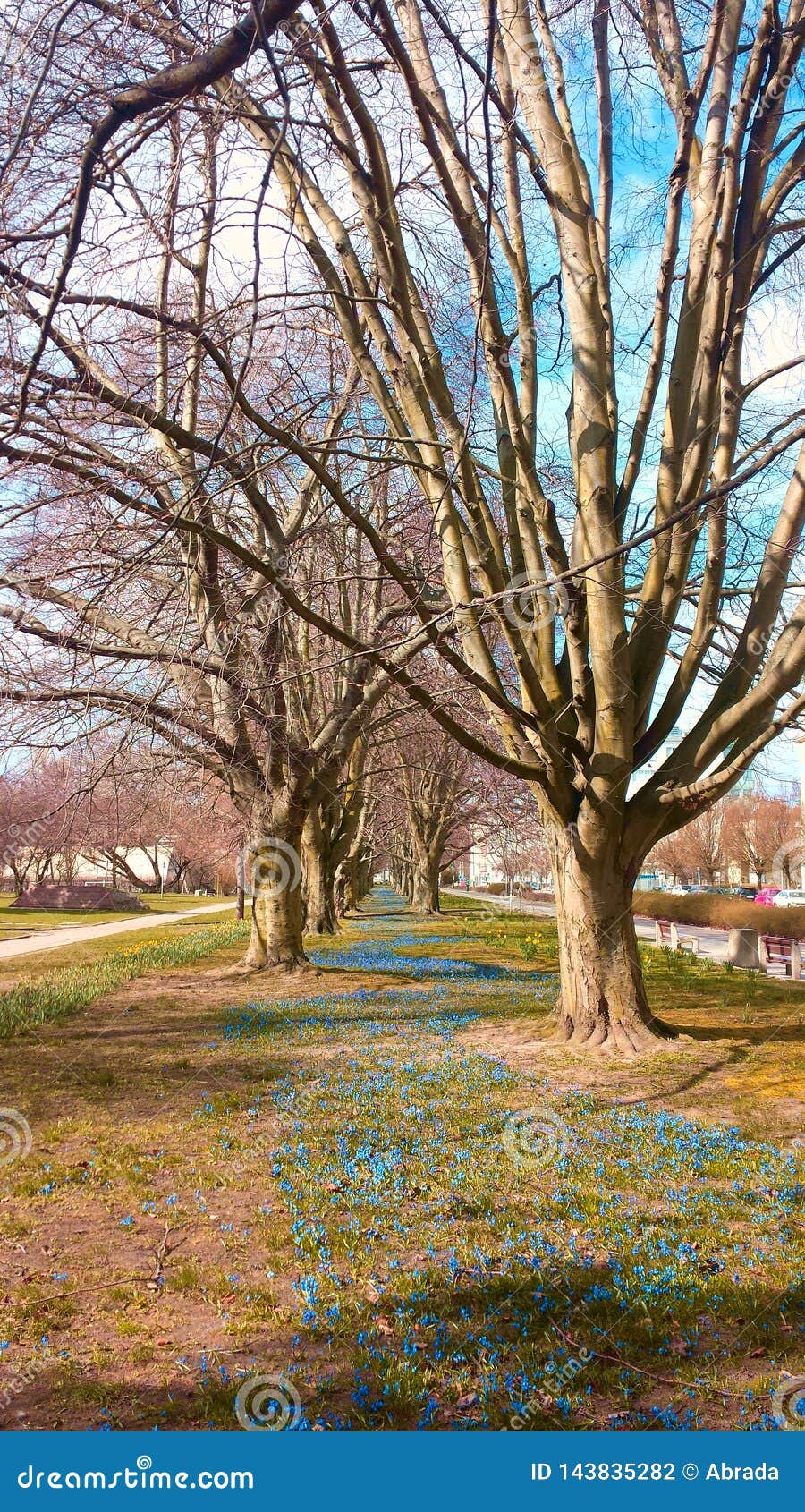 Spring in the city. stock photo. Image of green, trees - 143835282