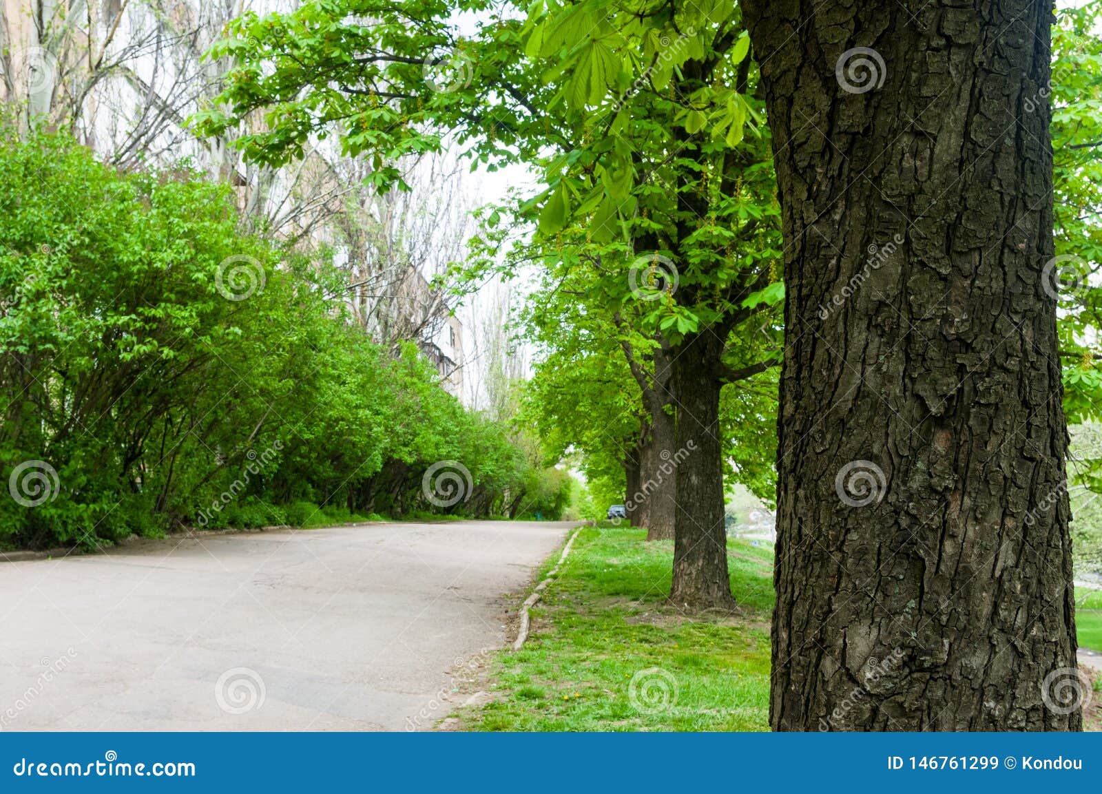 Spring City Park - Blooming Flower and Trees, Bright Green Grass Stock ...