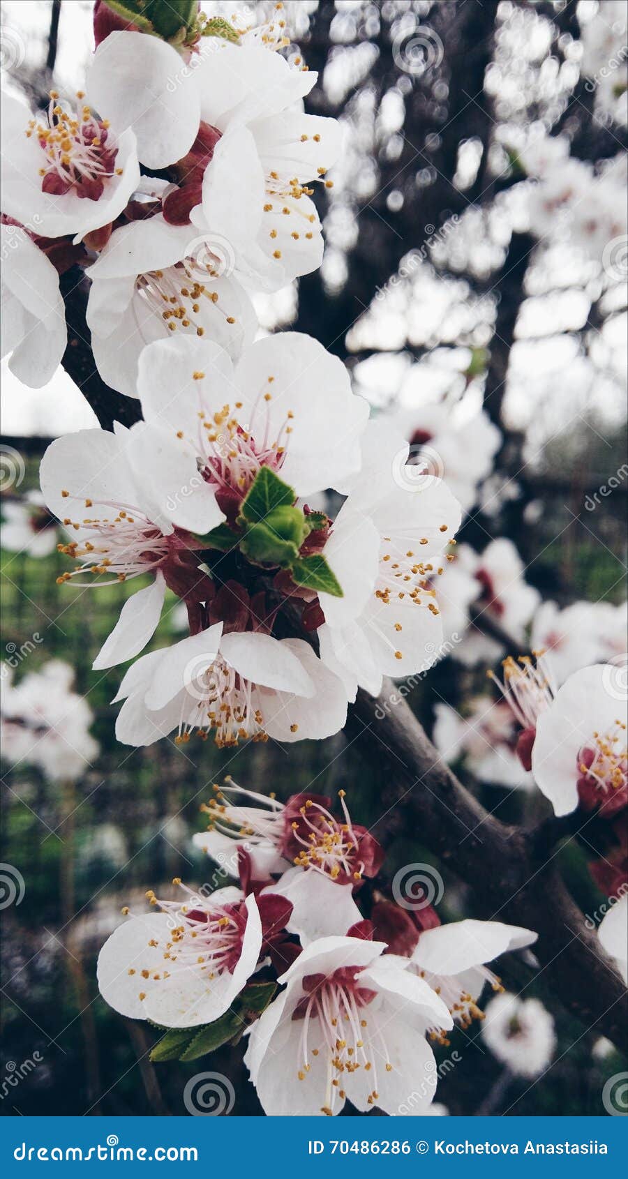 Spring in the city stock photo. Image of life, spring - 70486286