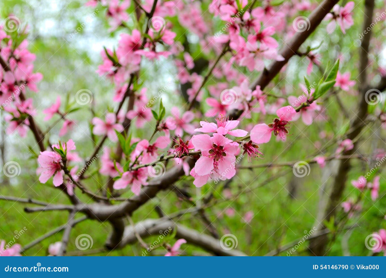 Spring in the city stock photo. Image of bleak, winter - 54146790
