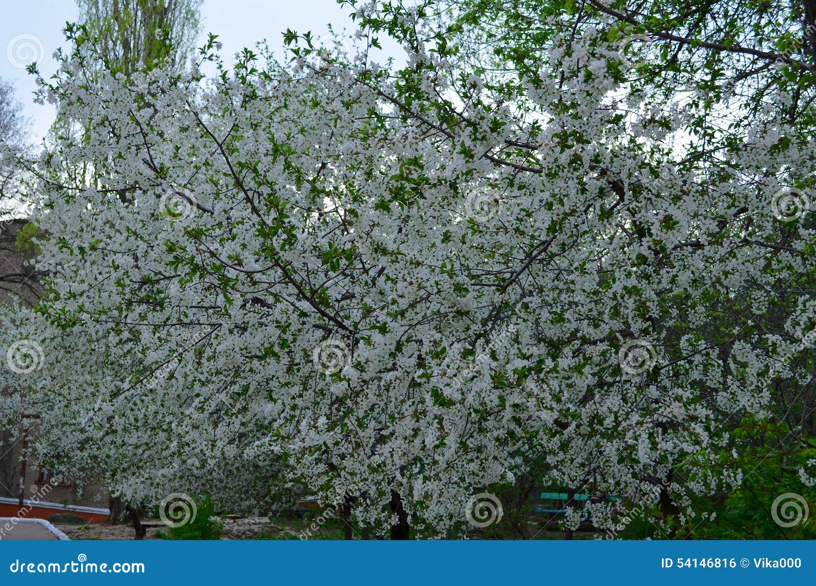 Spring in the city stock photo. Image of buildings, shrubs - 54146816