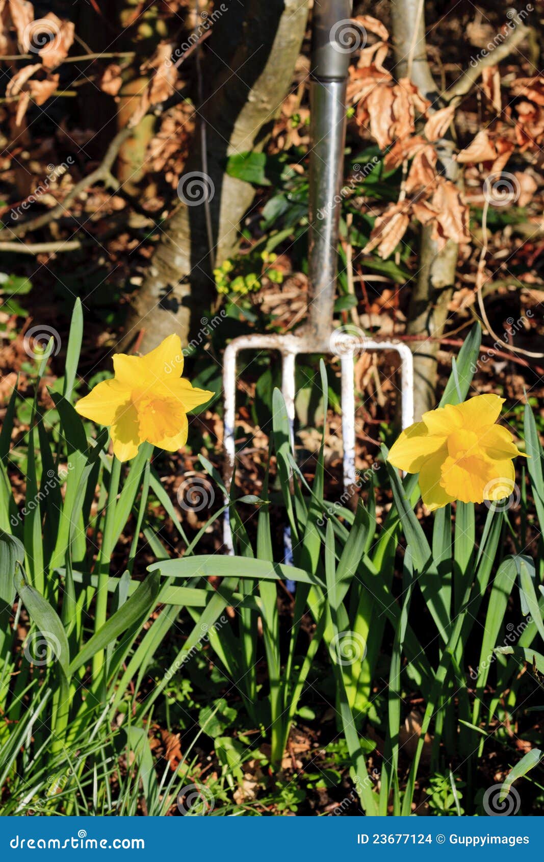Spring Clean in the Garden - Portrait Stock Photo - Image of yellow ...