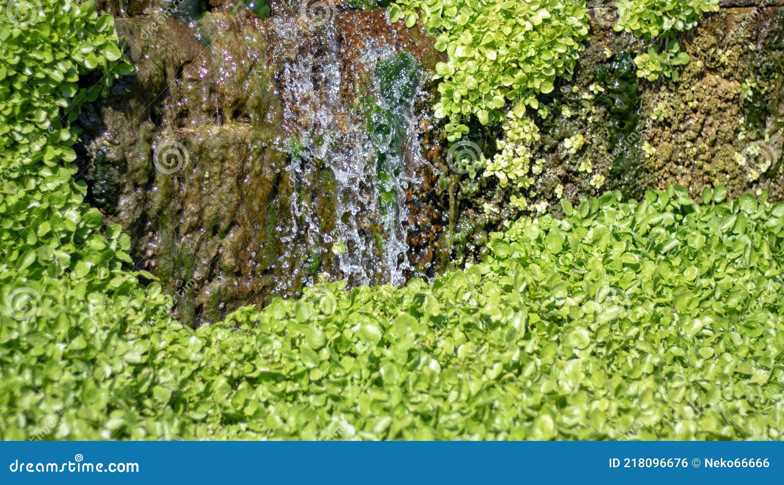 A Spring with Clean Water, Fresh Young Greenery Around Stock Photo ...