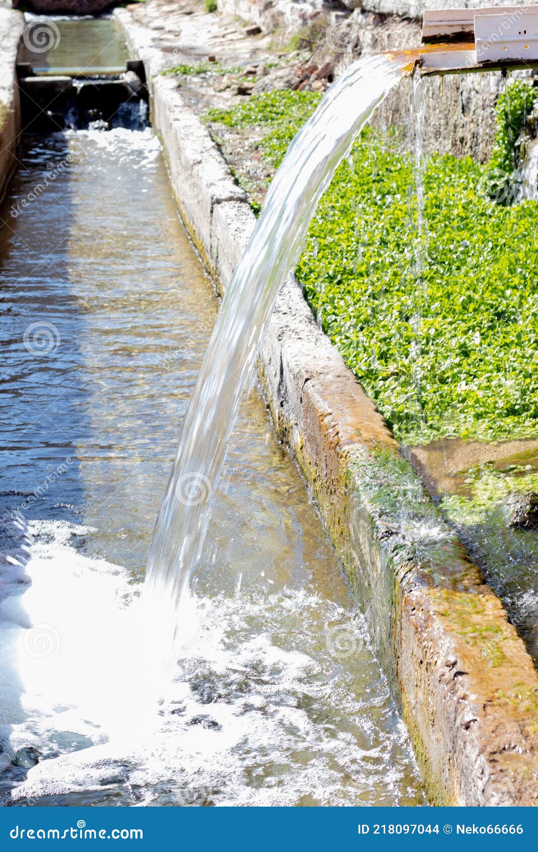 A Spring with Clean Water, Fresh Young Greenery Around Stock Photo ...