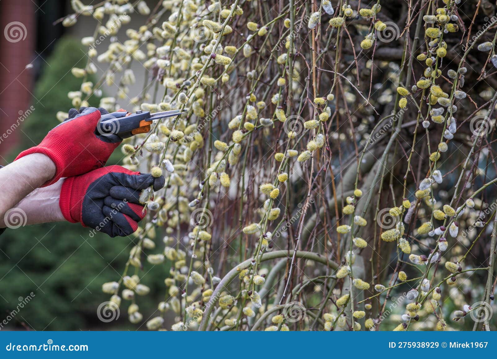 Spring cleaning stock image. Image of operate, brushing - 275938929