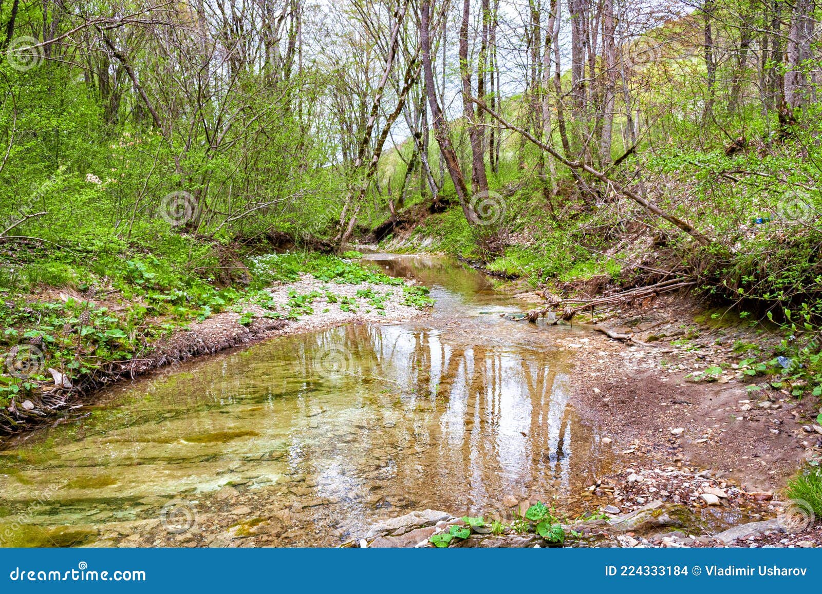 A Small Clear Stream in a Ravine in the Forest Stock Photo - Image of ...