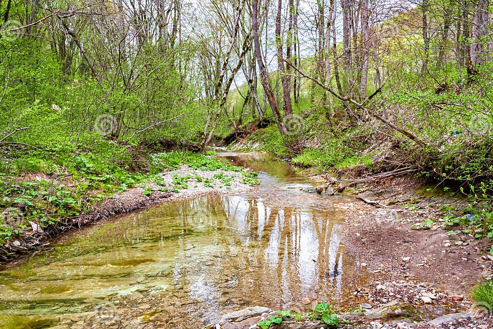 A Small Clear Stream in a Ravine in the Forest Stock Photo - Image of ...