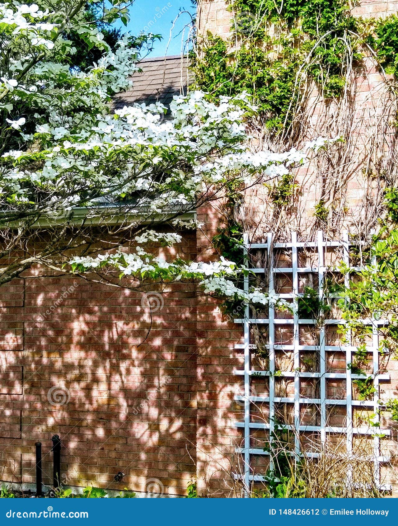 White Trellis Timber Straight Line Stock Photo | CartoonDealer.com ...