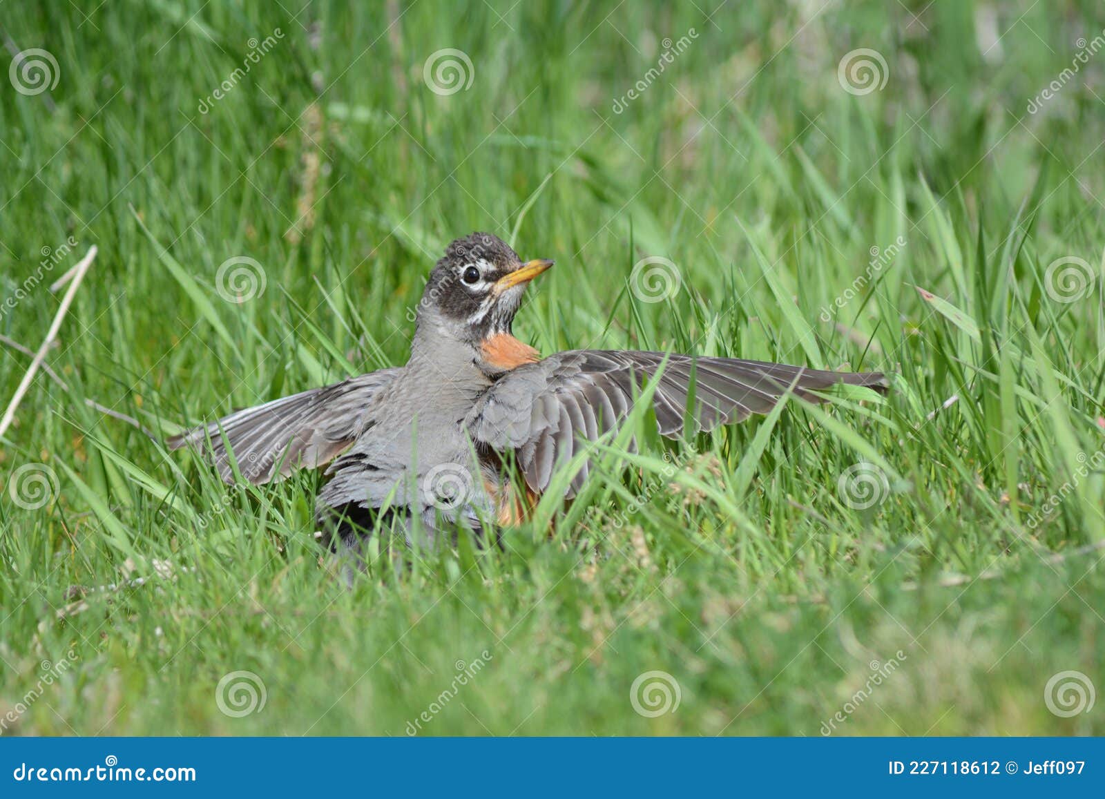 American Robin Spreading Wings in Grass Patch Stock Photo - Image of ...