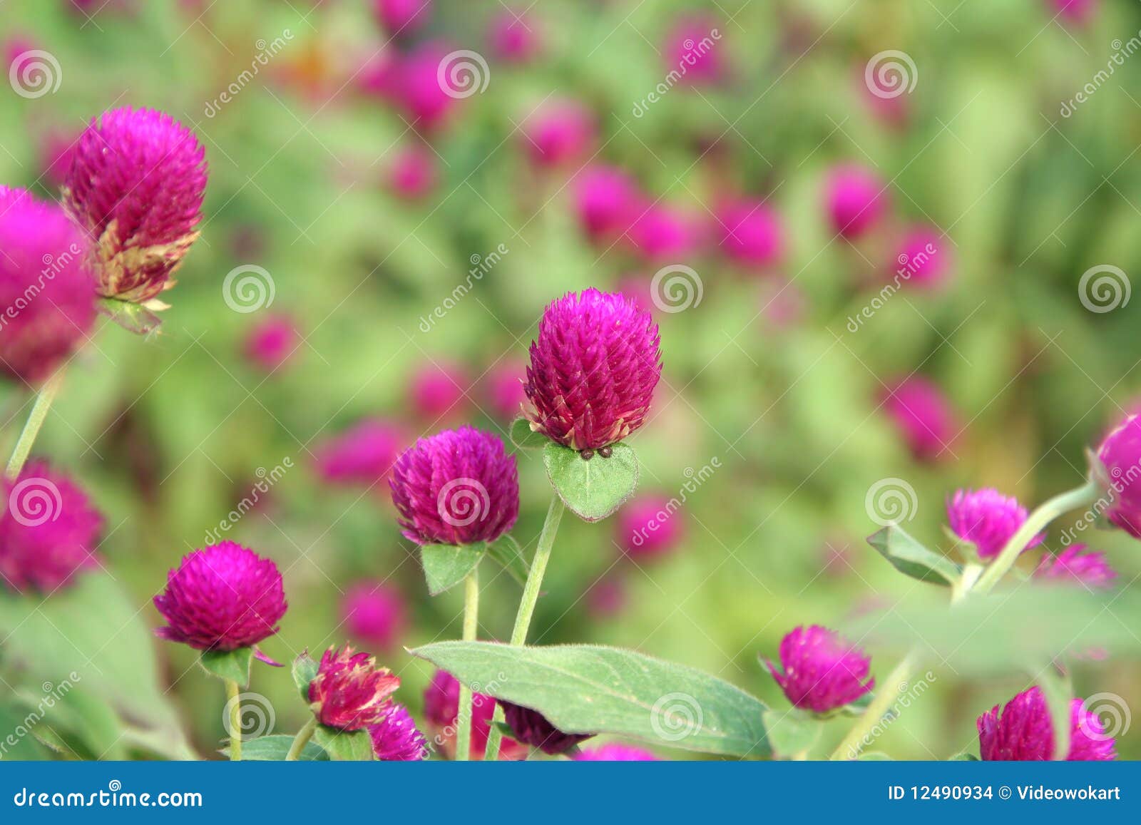 Spring clover garden stock photo. Image of blooming, spring - 12490934