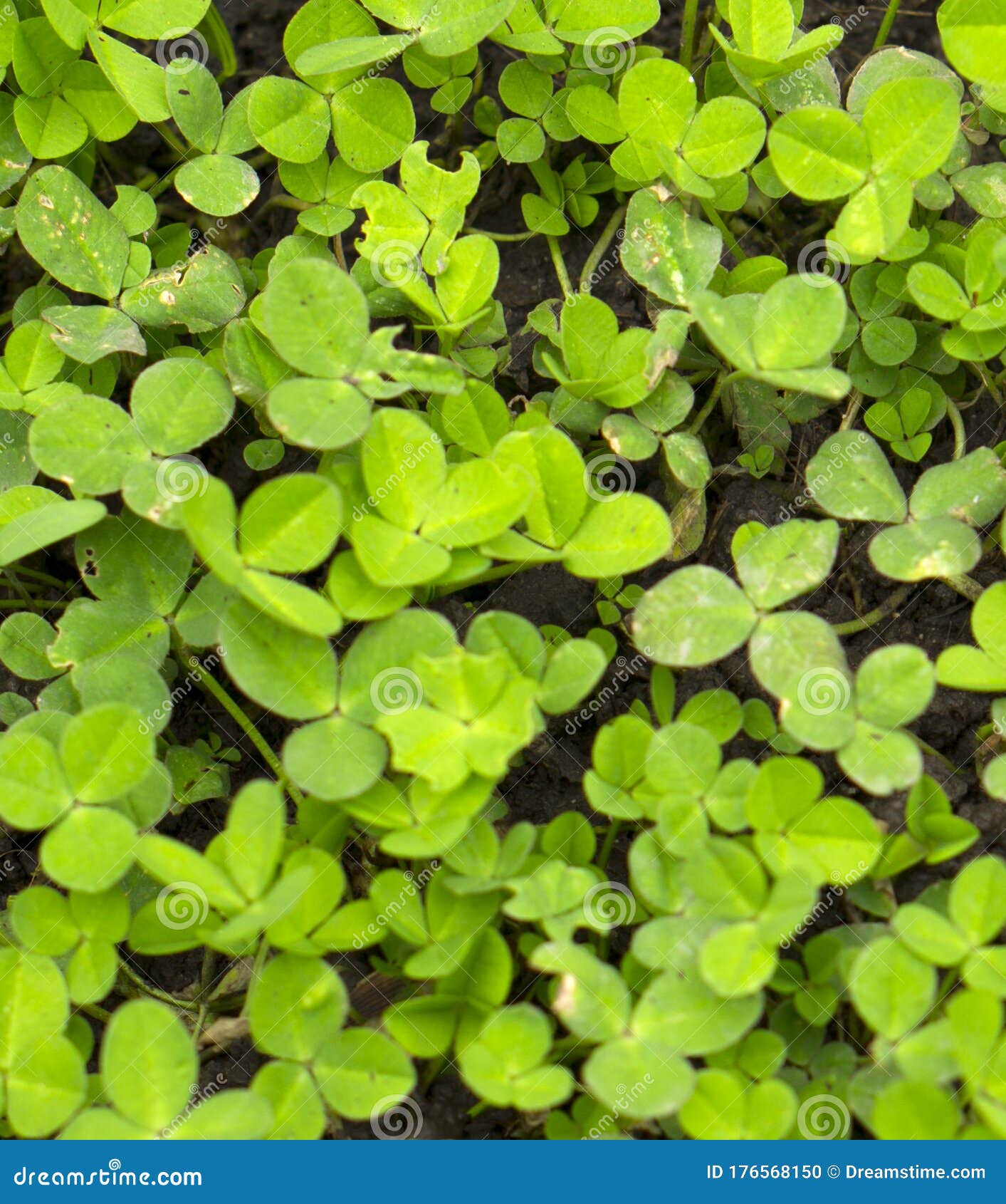 Spring Clover Spring for Good Luck Stock Photo - Image of fencing ...