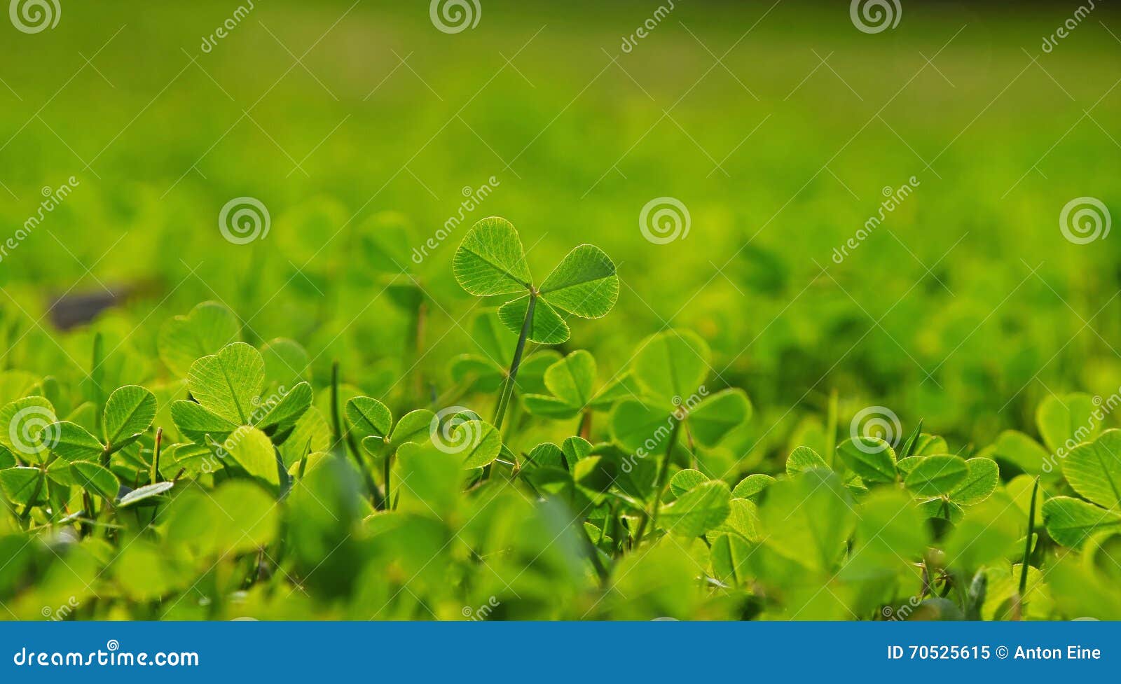 Spring Clover Leaves in Green Grass Stock Image - Image of botany ...