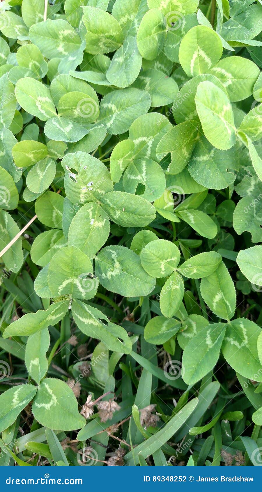 Spring clover stock photo. Image of three, plants, clover - 89348252