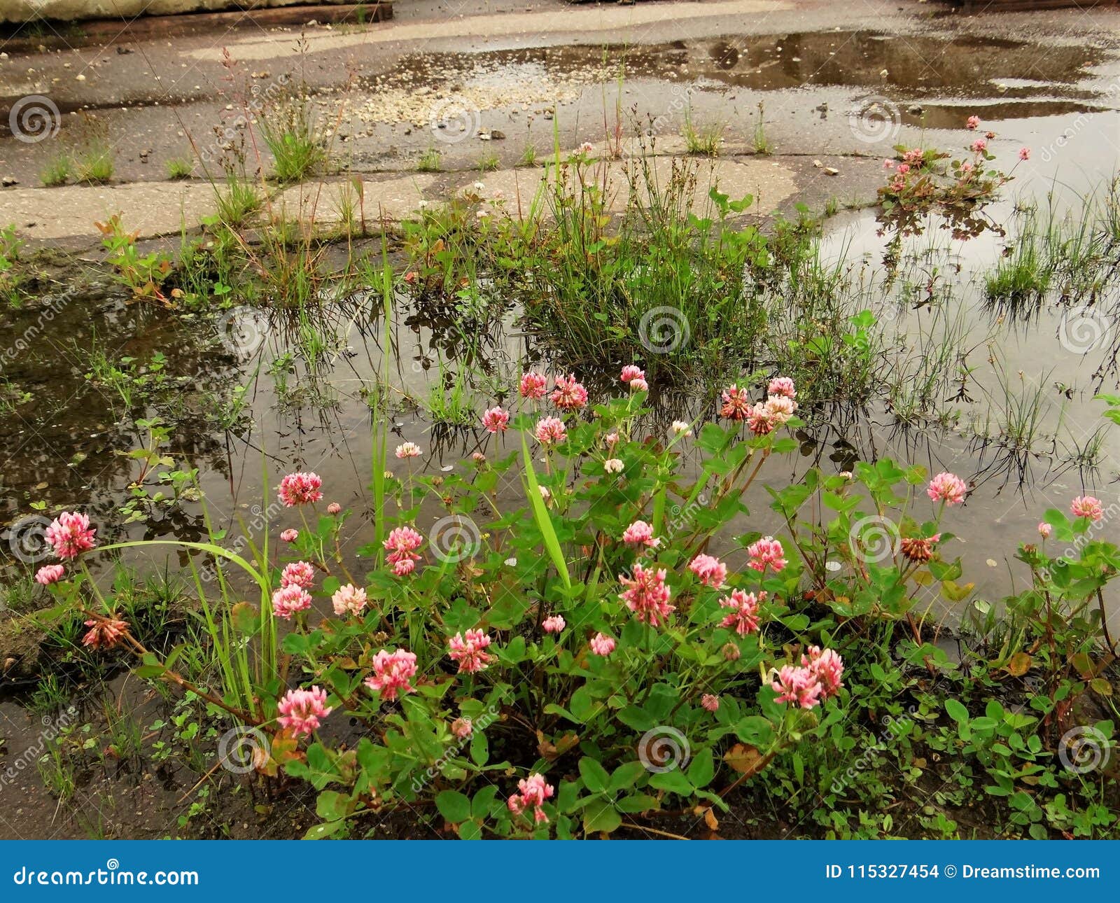 Spring Clover on the Shore of a Large Puddle. Stock Photo - Image of ...