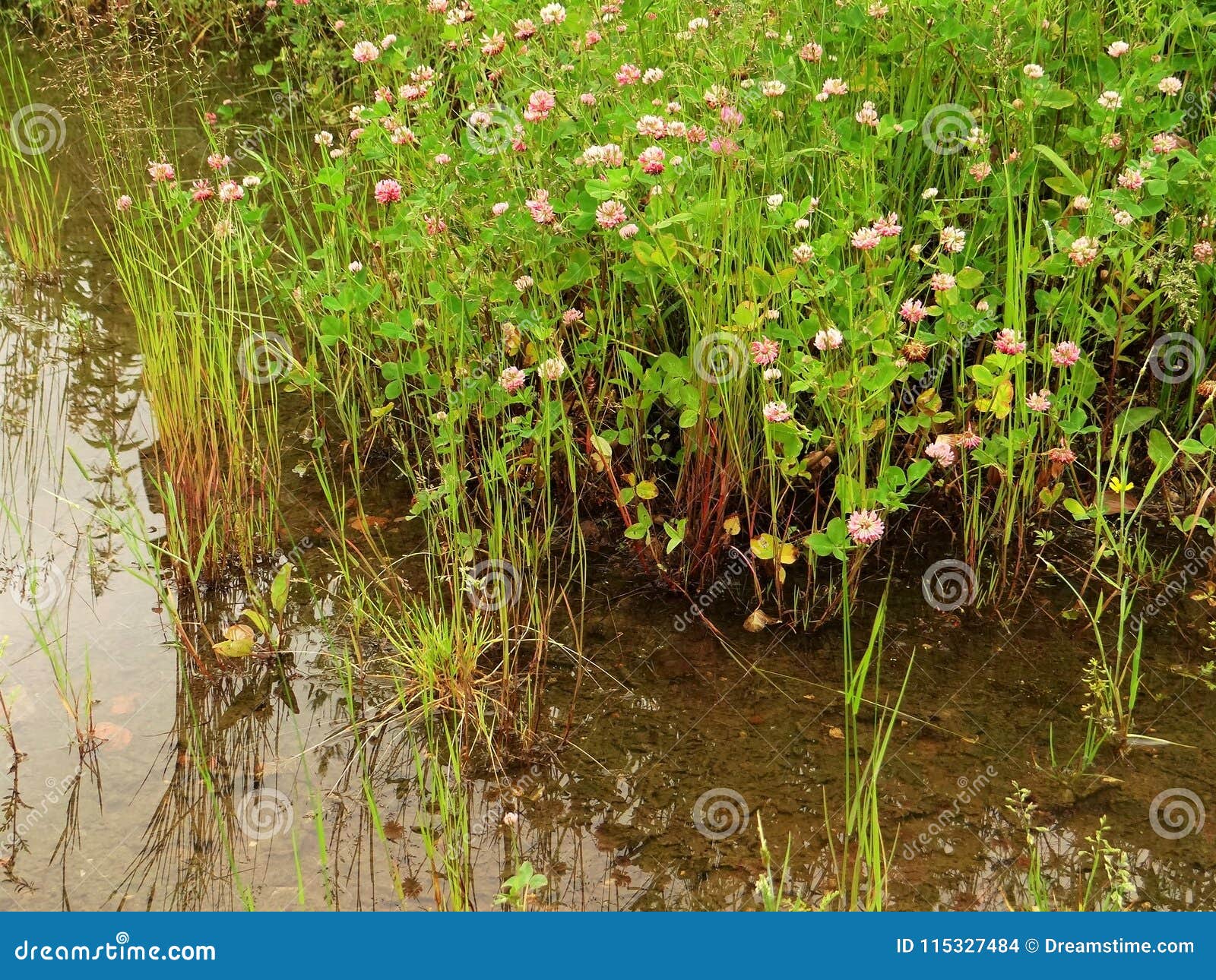 Spring Clover on the Shore of a Large Puddle. Stock Photo - Image of ...