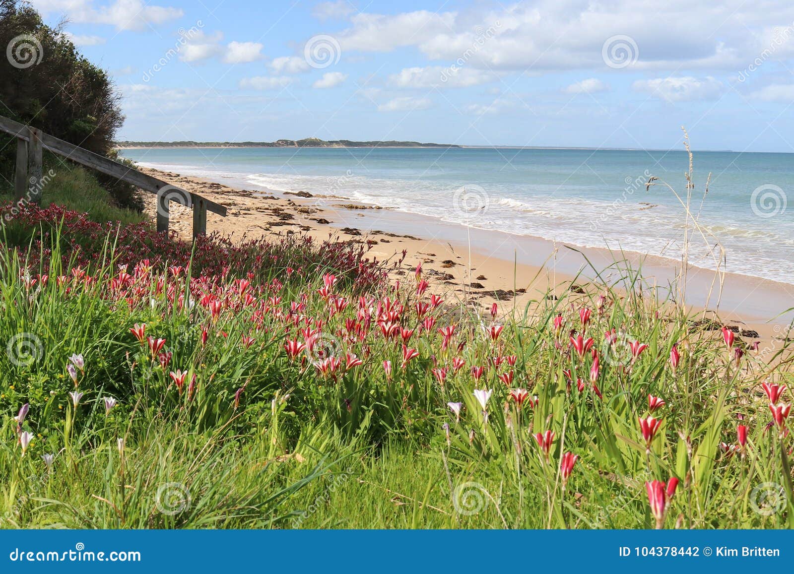 Coastal Flora on the Foreshore of an Australian Beach Stock Photo ...