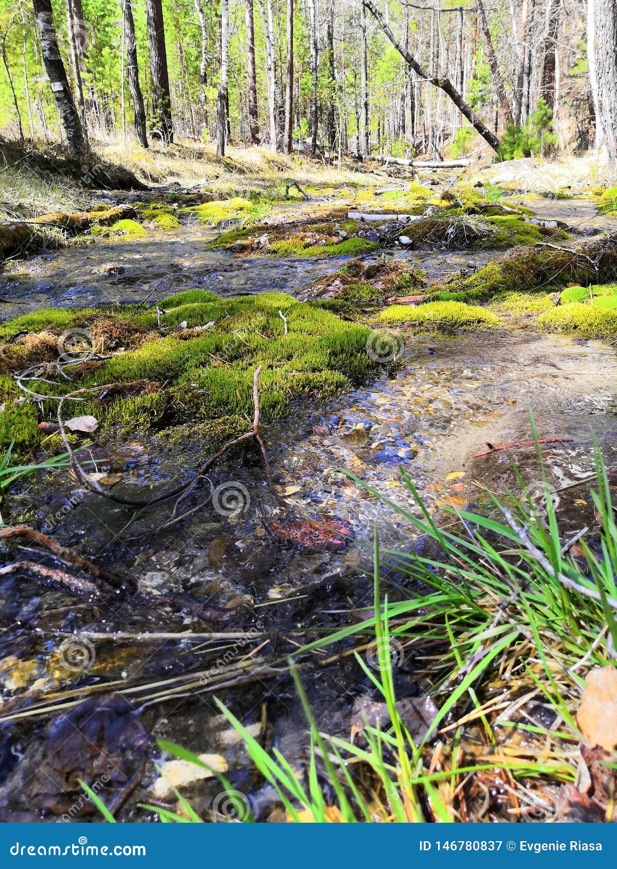 Cold Spring River with Green Grass Stock Image - Image of springiest ...