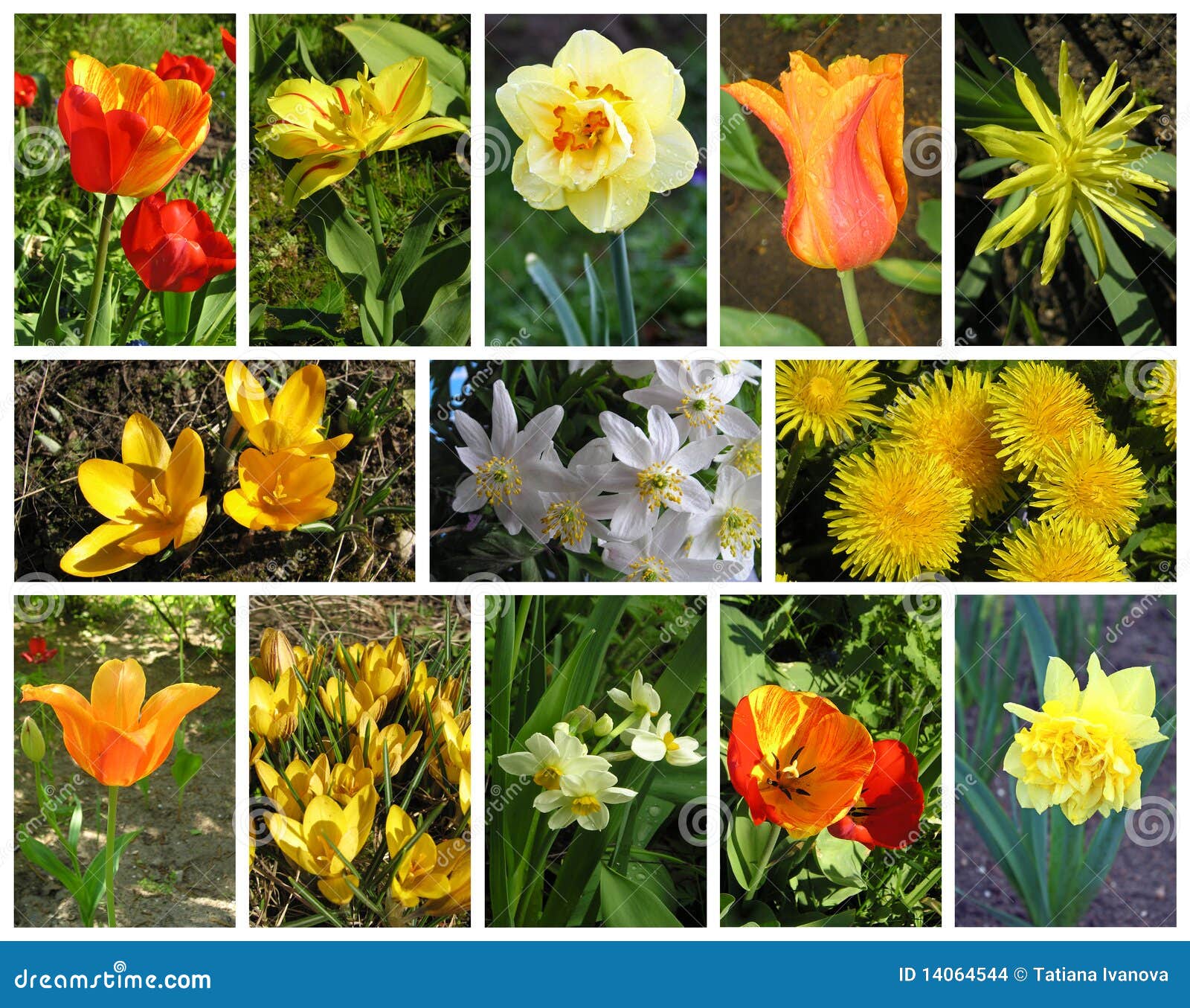 Spring collage stock photo. Image of white, narcissus - 14064544