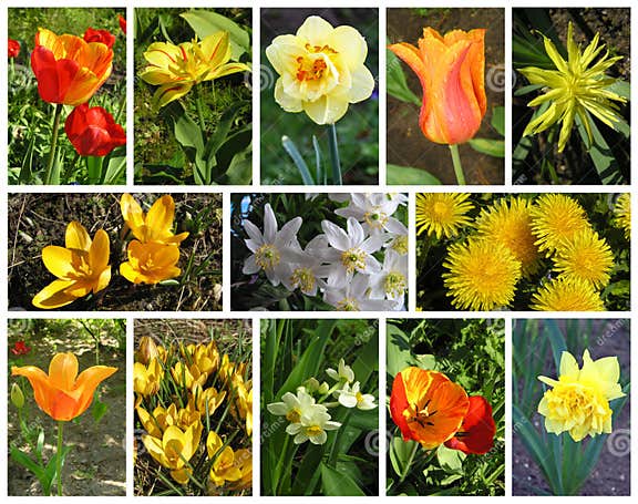 Spring collage stock photo. Image of white, narcissus - 14064544