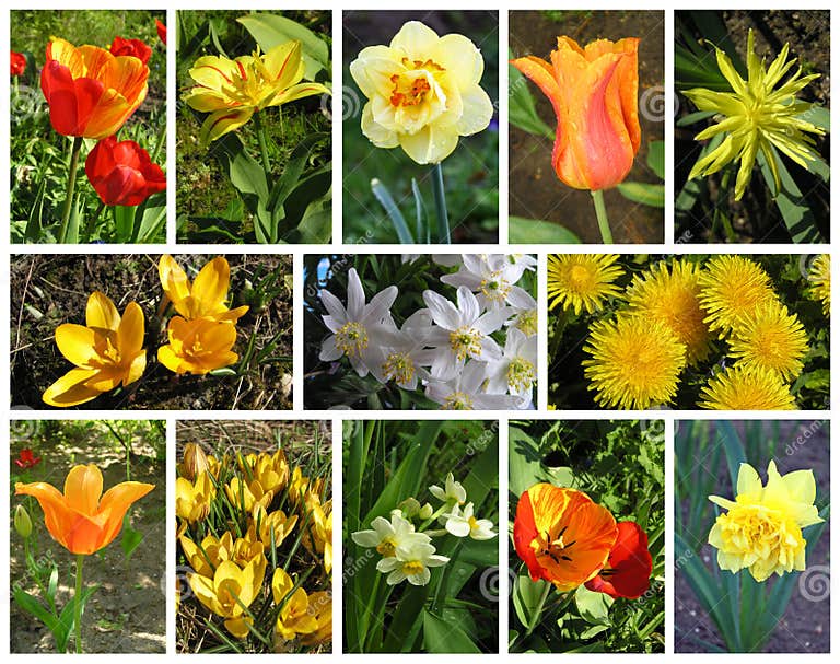 Spring collage stock photo. Image of white, narcissus - 14064544