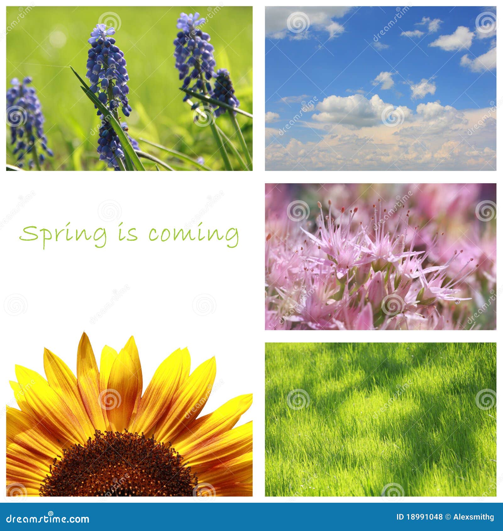 Spring collage stock photo. Image of macro, nature, garden - 18991048