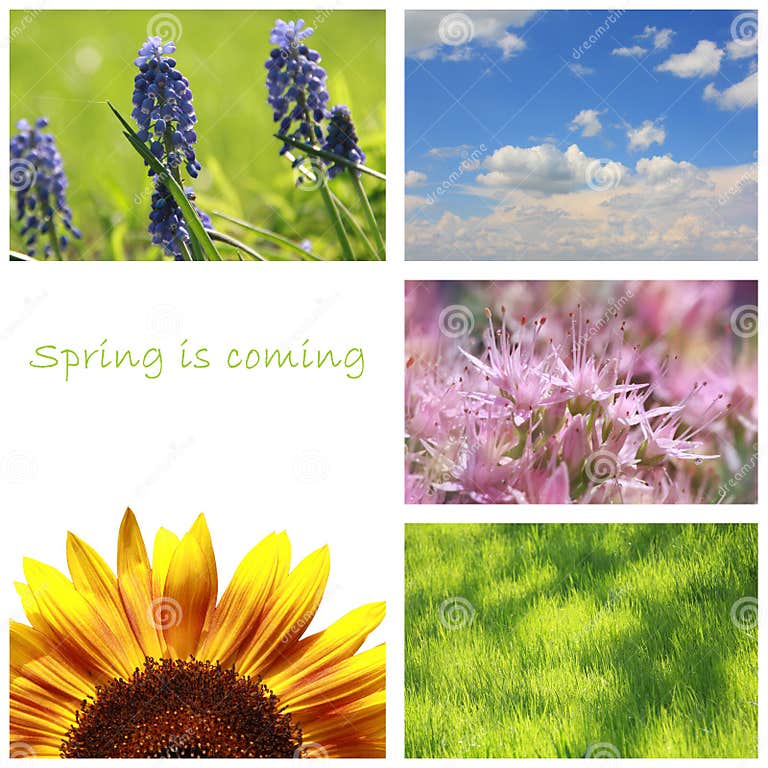 Spring collage stock photo. Image of macro, nature, garden - 18991048
