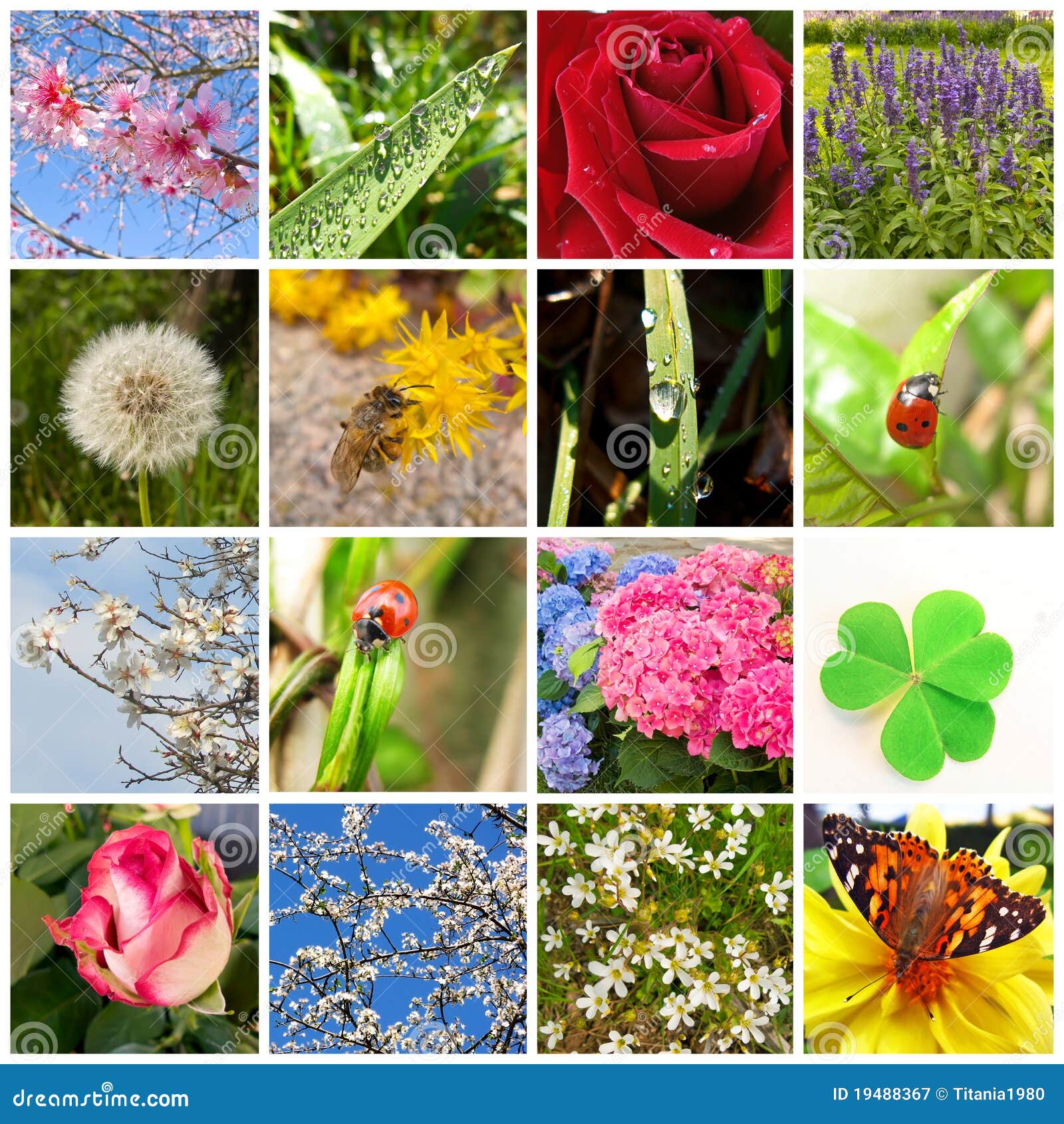 Spring collage stock image. Image of petals, butterfly - 19488367