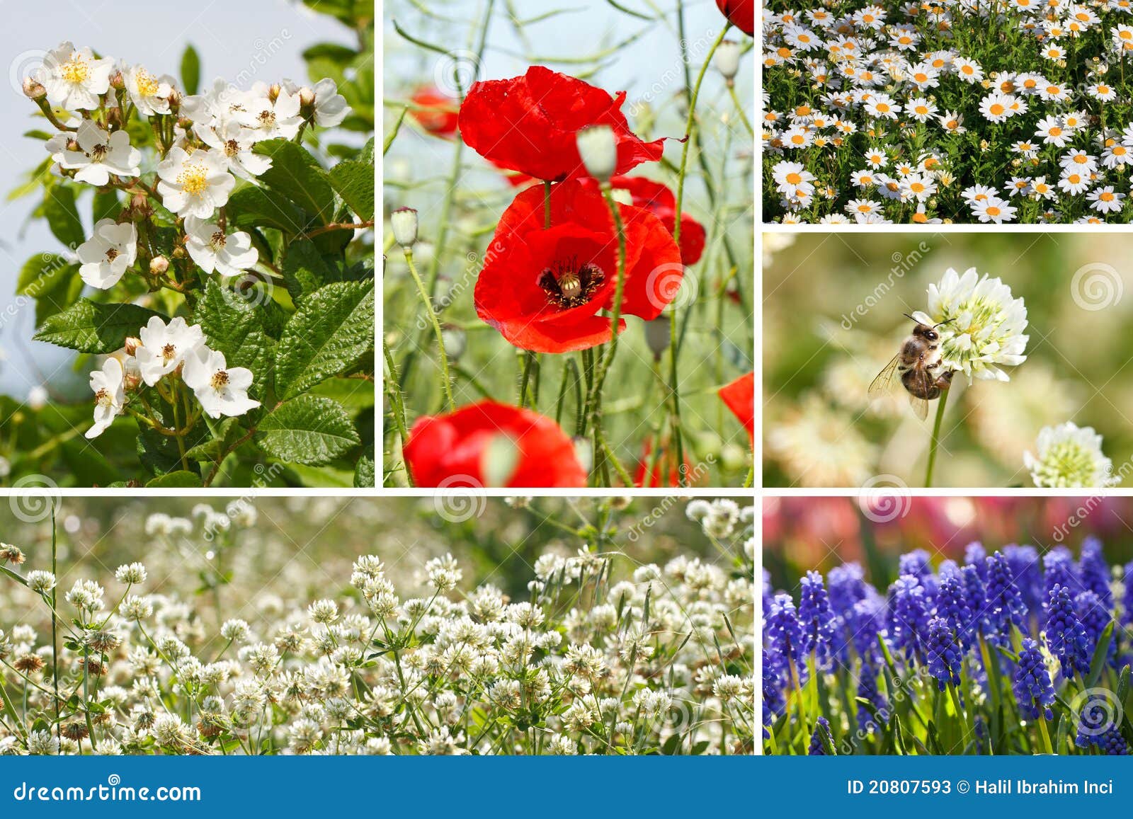 Spring collage stock image. Image of banner, environmental - 20807593