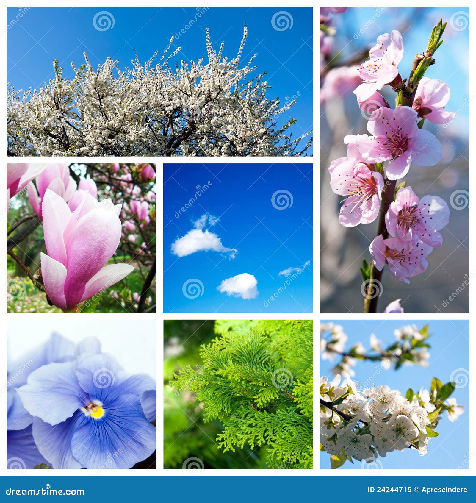Spring collage stock image. Image of apricot, freshness - 24244715