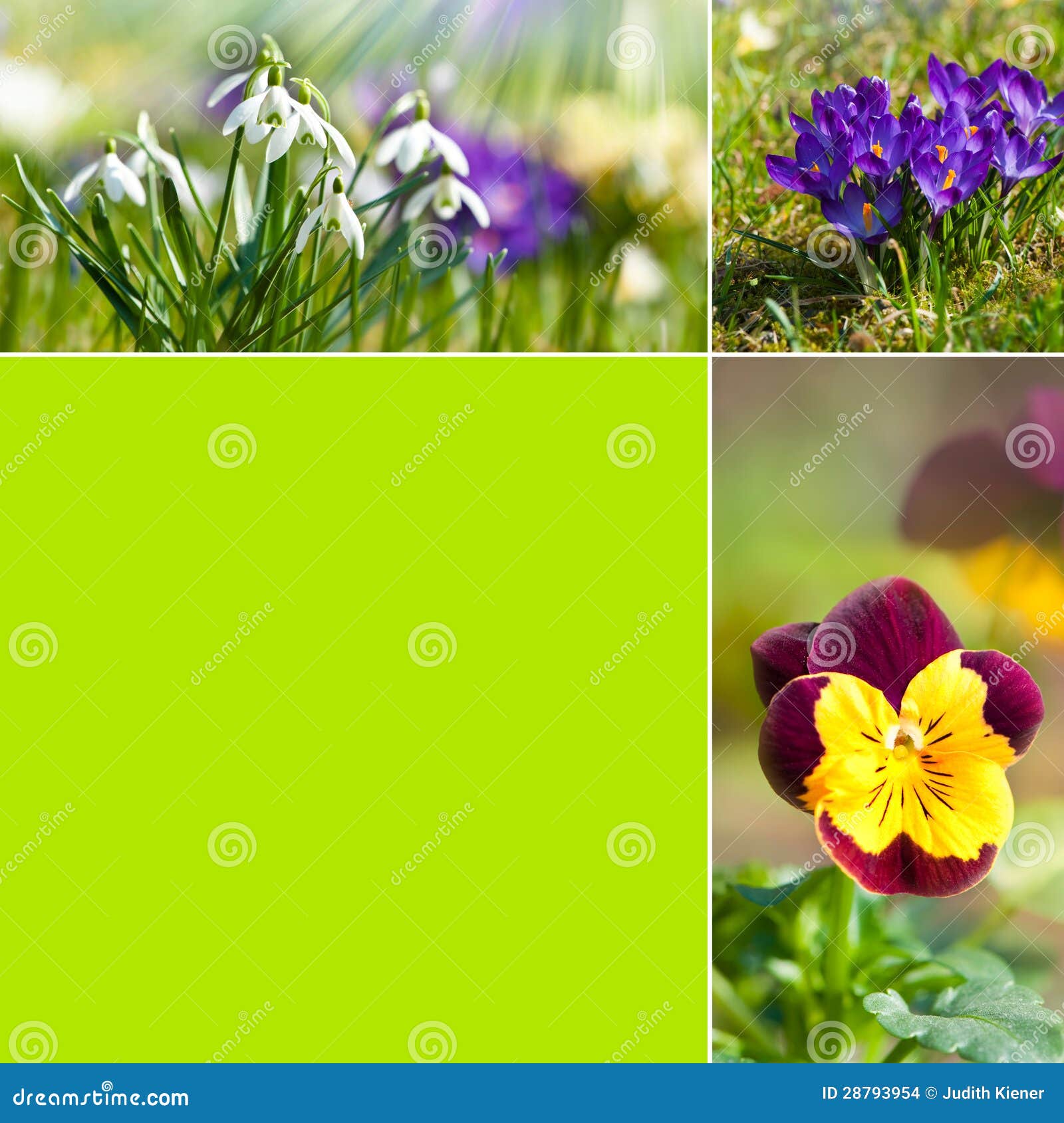 Spring collage stock photo. Image of bouquet, composition - 28793954