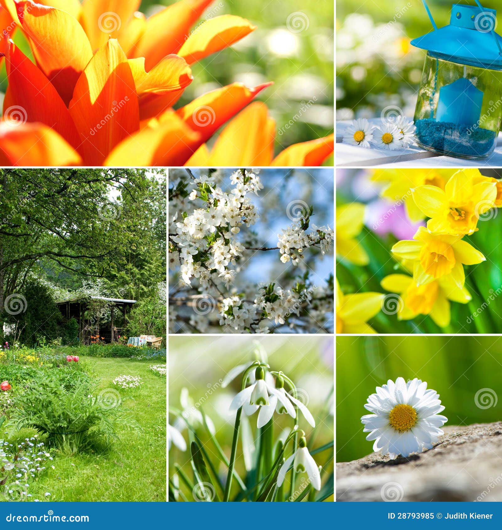 Spring collage stock image. Image of growth, daisy, color - 28793985
