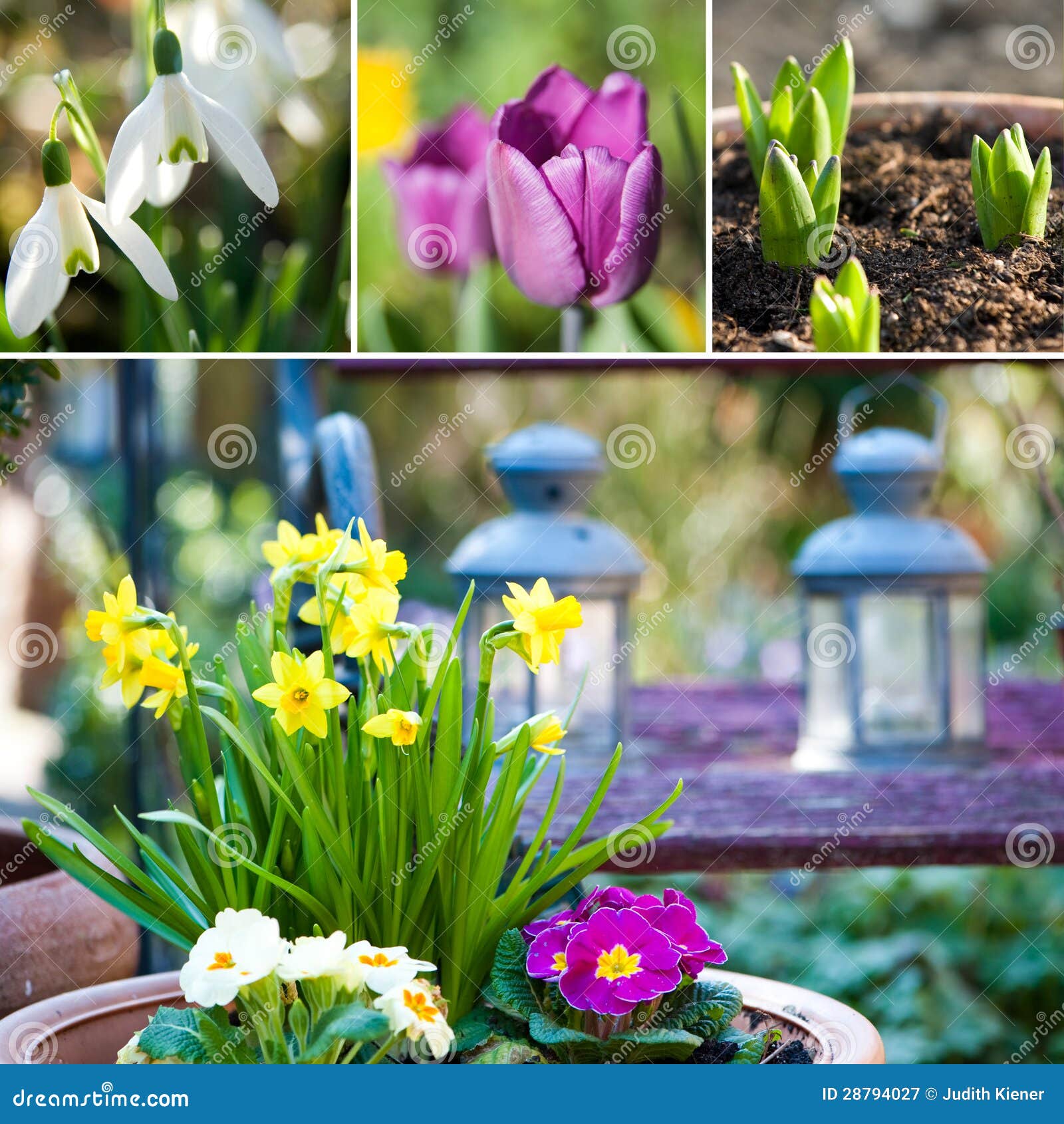 Spring collage stock image. Image of primrose, nature - 28794027