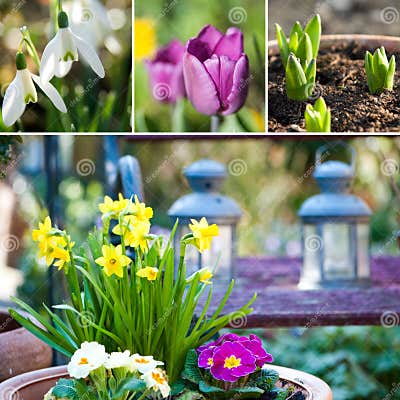 Spring collage stock image. Image of primrose, nature - 28794027