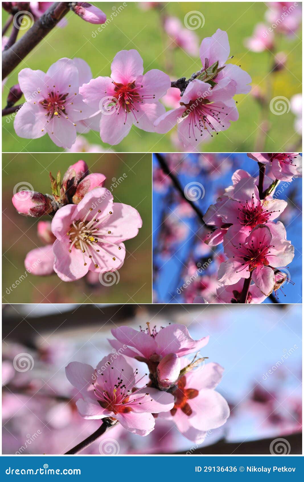 Spring collage stock photo. Image of blue, flowers, collage - 29136436
