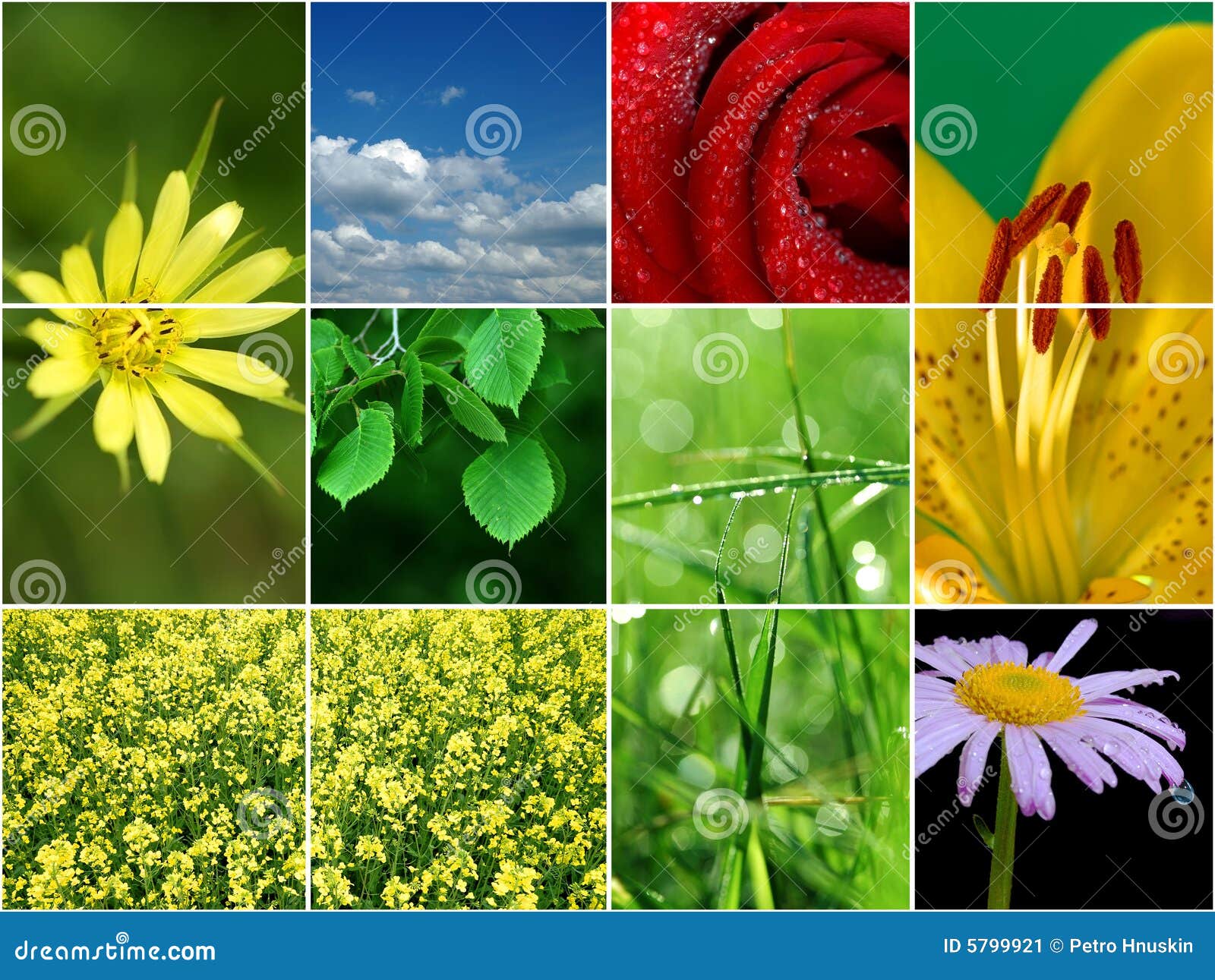 Spring collage. stock image. Image of blossom, beauty - 5799921